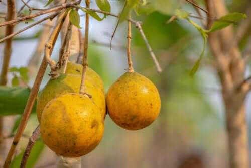 Nux vomica : à quoi sert-il et comment l'utilise-t-on ? - Améliore ta Santé