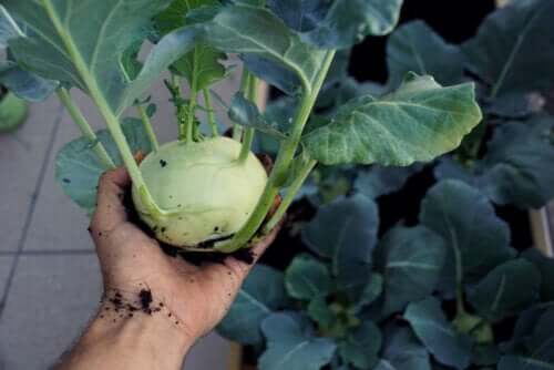 Chou rave : valeur nutritionnelle, bienfaits et préparation - Améliore ...