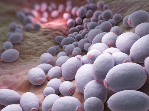 Candidose Chez Lhomme Symptômes Causes Et Traitement
