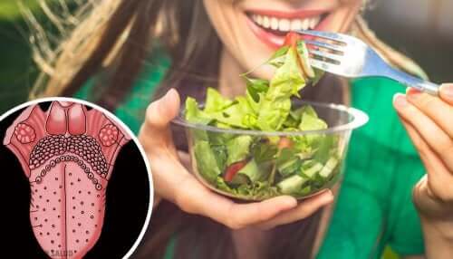 Le sens du goût : la langue et ses fonctions