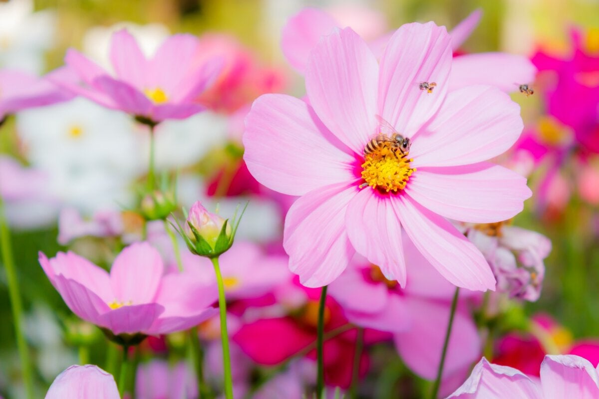 Le cosmos est la fleur colorée de choix pour un jardin d'été