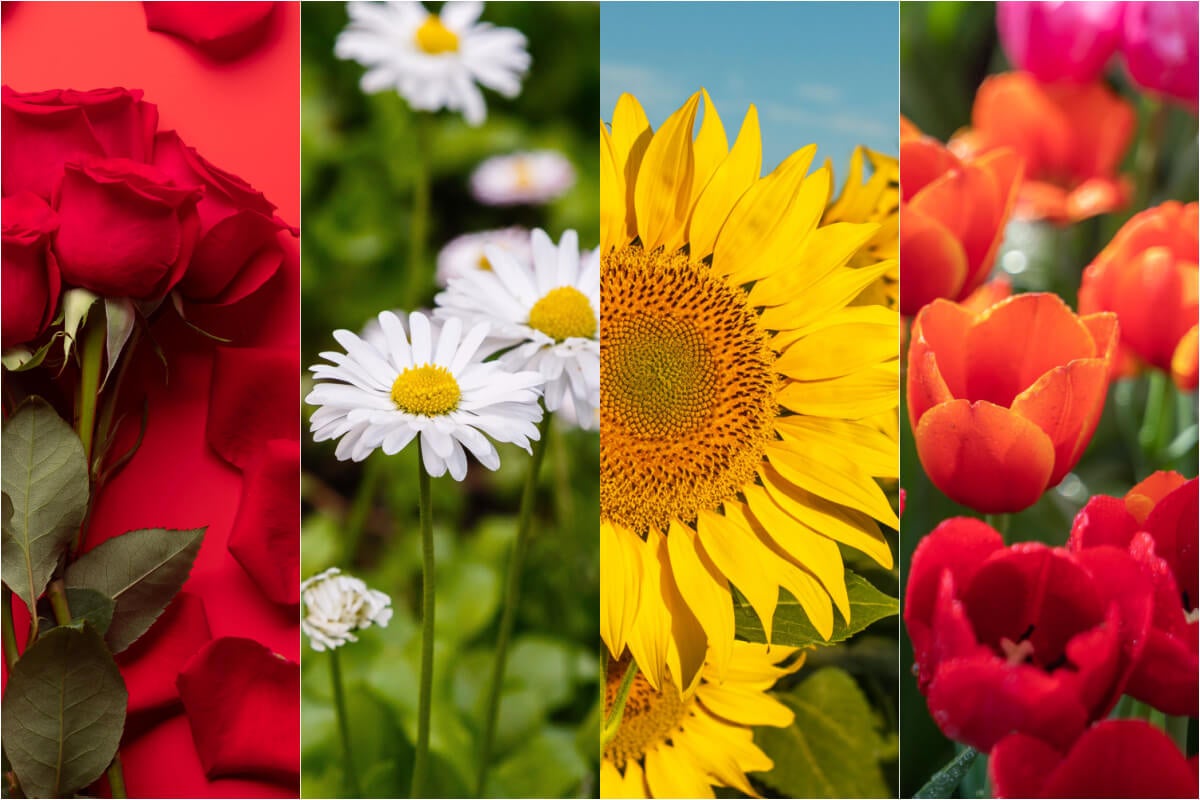 Les meilleures fleurs pour demander pardon