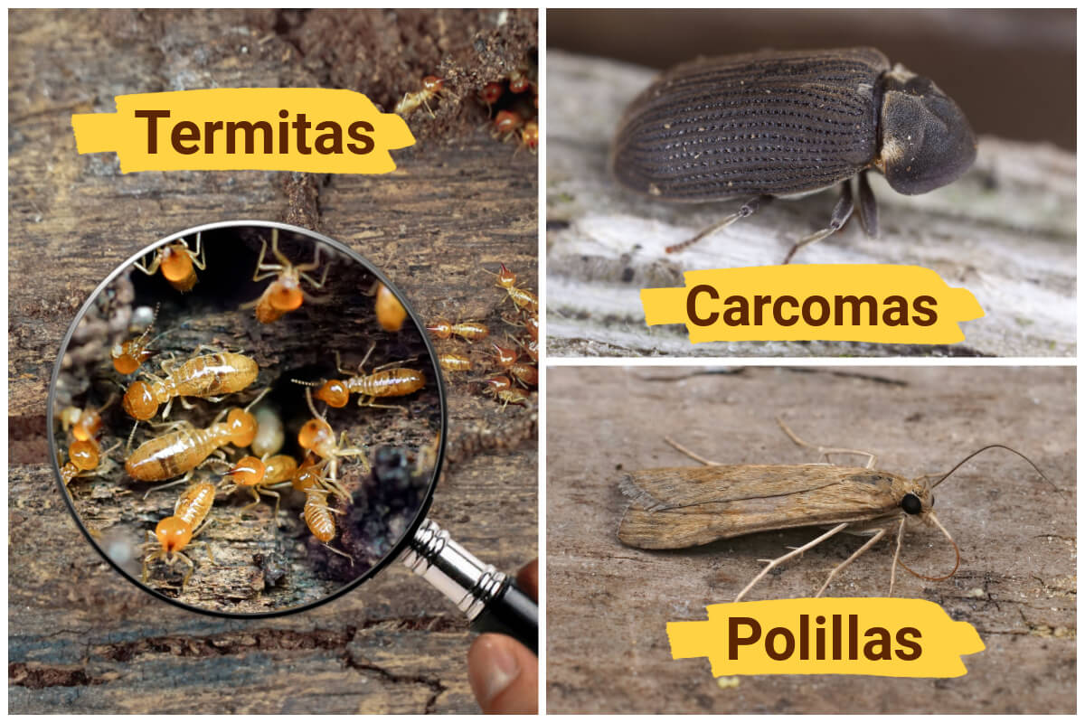 Comment éliminer les vers à bois, les mites ou les termites?